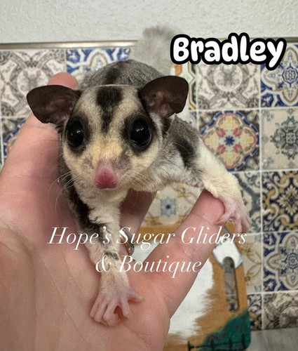 Ringtail mosaic ask about breeding rights | Hopes Happy Homestea