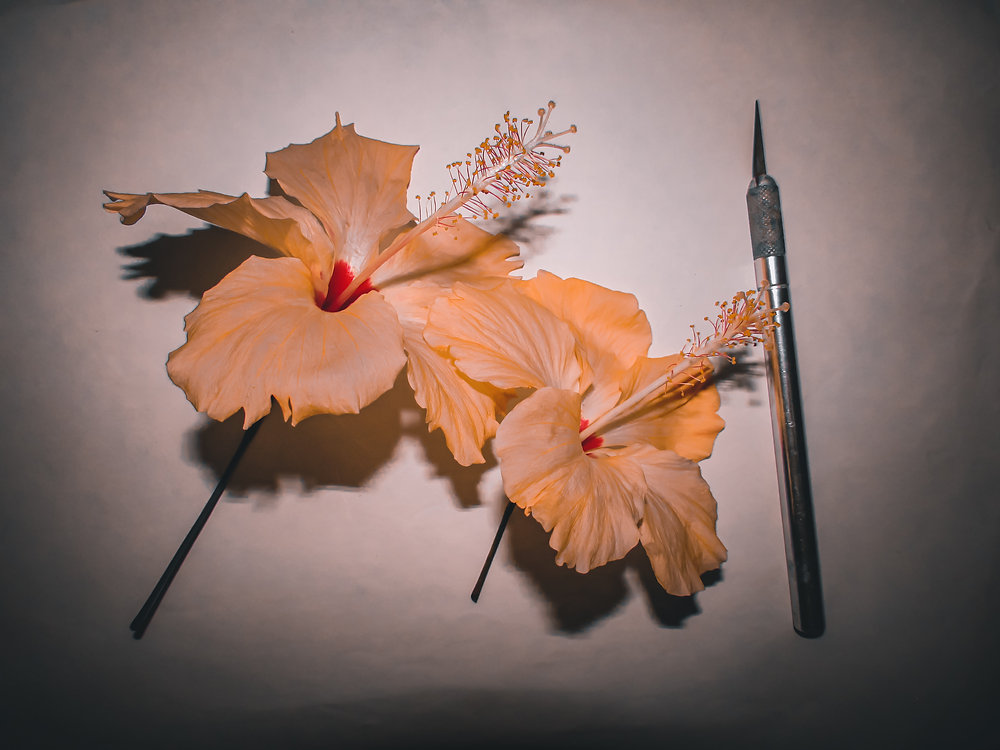 Dissection of Peach Gumamela