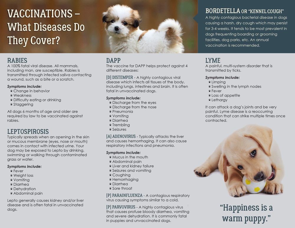 Puppy & Kitten Care | Grinnell Veterinary Clinic | Grinnell, IA