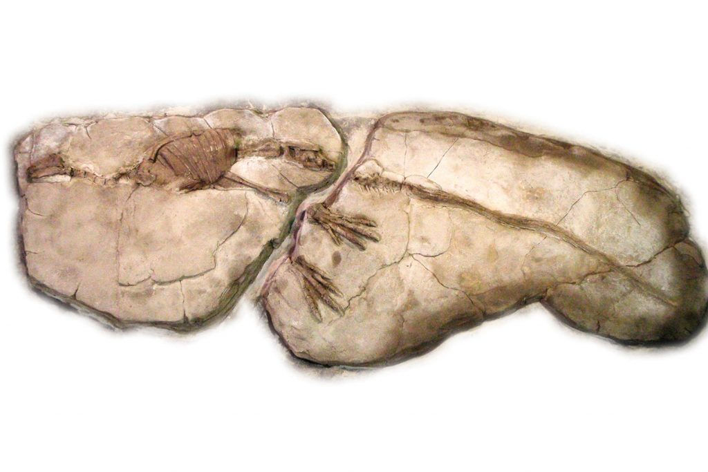 Parksosaurus Playground Dinosaur Dig