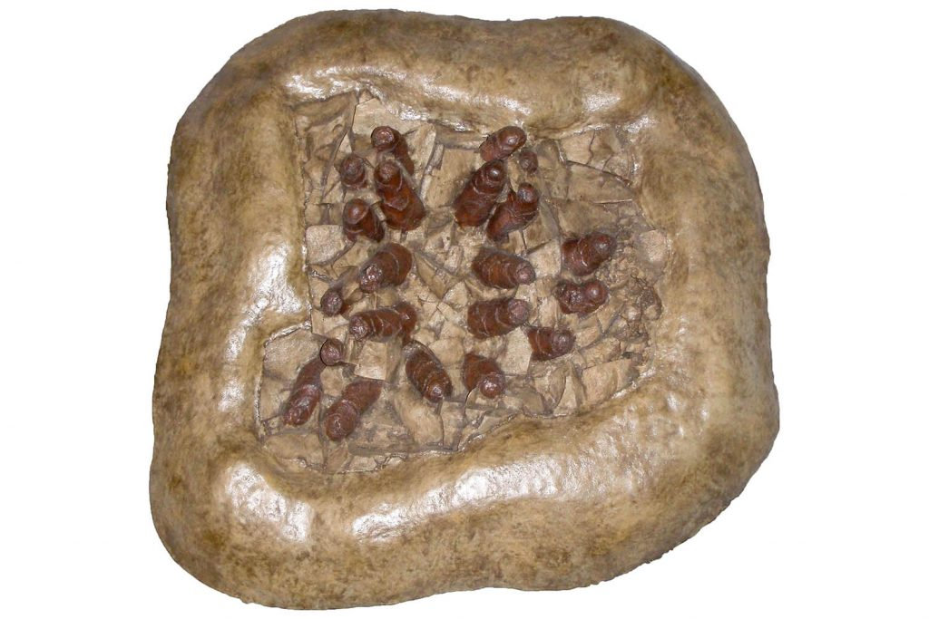 Troodon Eggs Dinosaur Dig