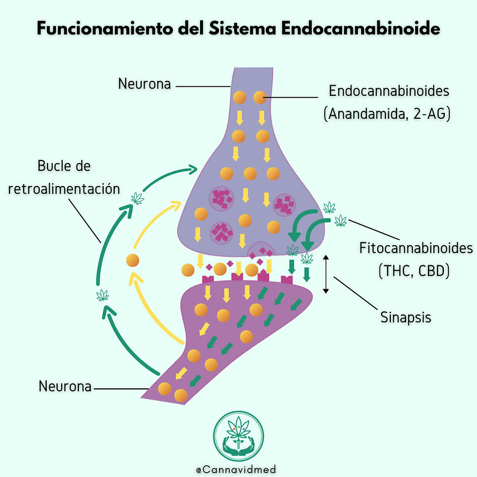Funcionamiento del Sistema Endocannabinoide