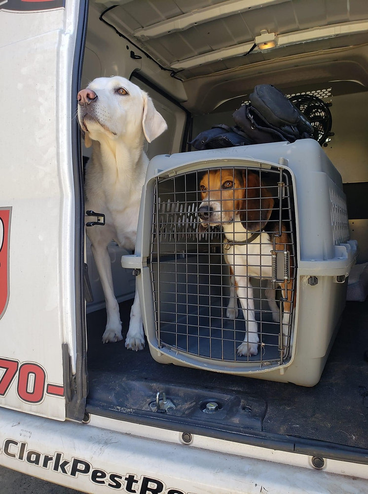 Using K9 Bed Bug Dogs in Senior Living