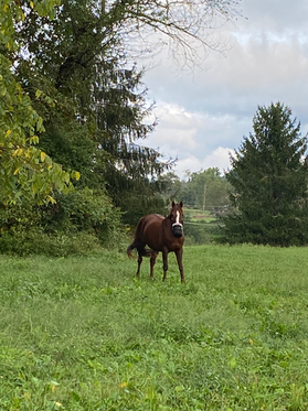 Boarding | CHP Equine