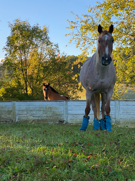 Boarding | CHP Equine