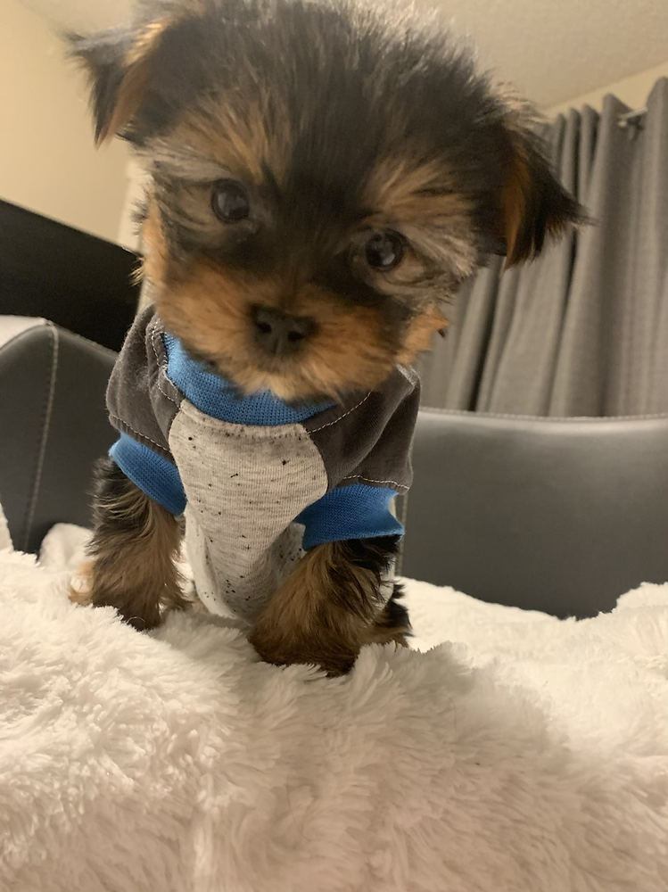 Babydoll Teacup Yorkie Calgary - Adorable Yorkies For Sale in Calgary