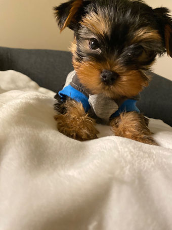 BabyDoll Teacup Yorkies Pups - BabyDoll Teacup Yorkies Puppies