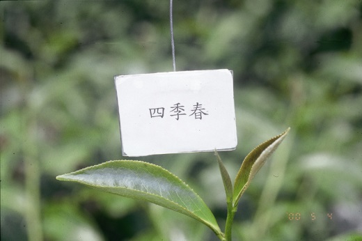 Four Seasons Spring: tea cultivar overview