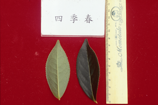 Four Seasons Spring: tea cultivar overview
