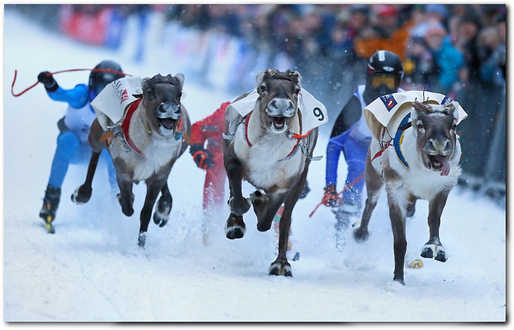4 Unique Festivals to Experience Sami Reindeer Herding Culture in ...
