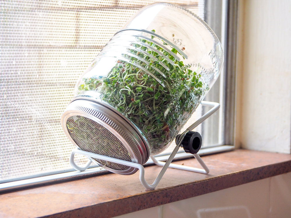 Top 3 Sprouting Tips