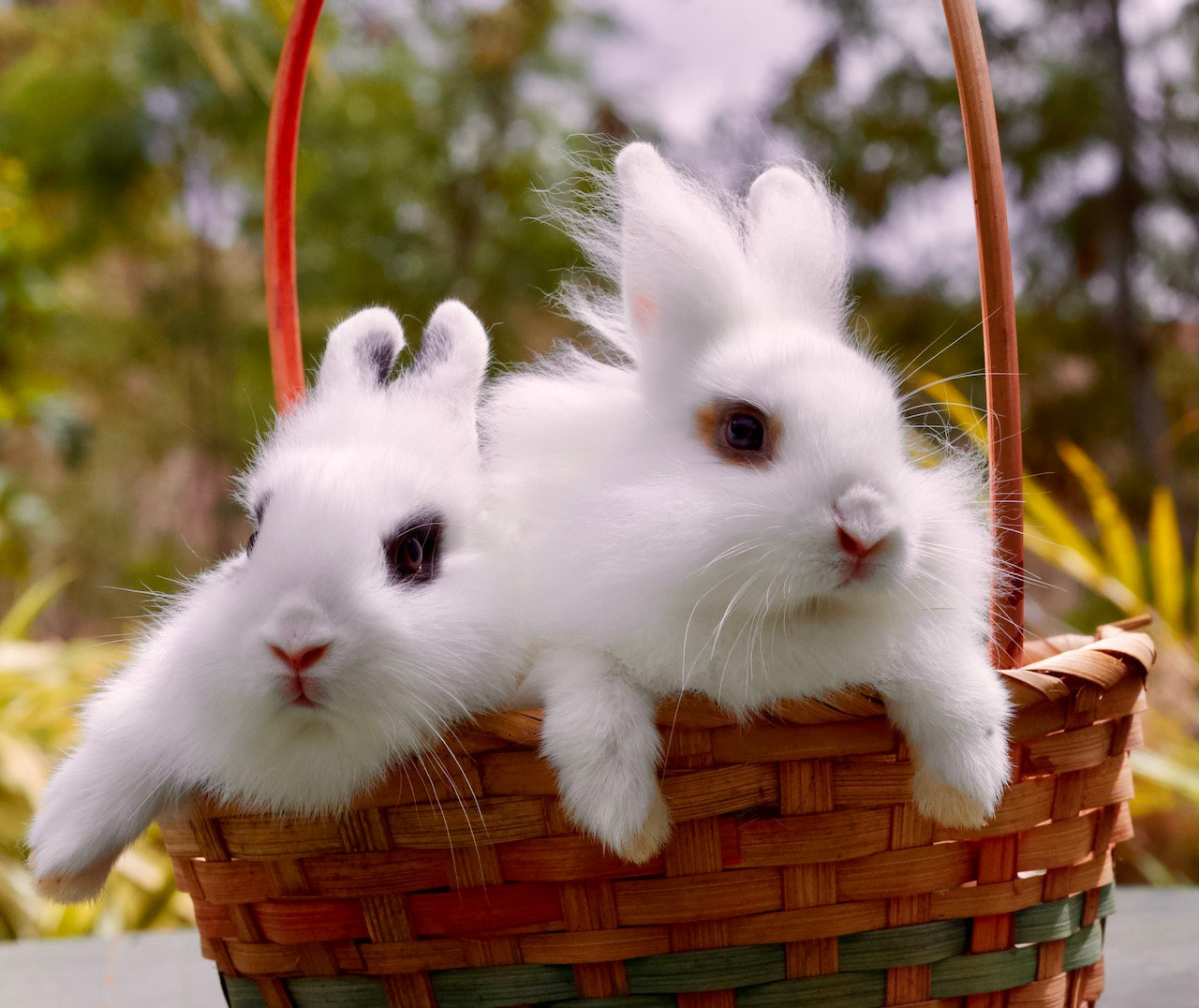 Kids Easter egg hunt - petting baby Easter bunnies - Horse rides ...