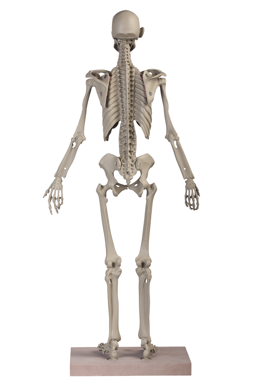 MANIKEN® Classic 1 | ANATOMY IN CLAY® Learning System