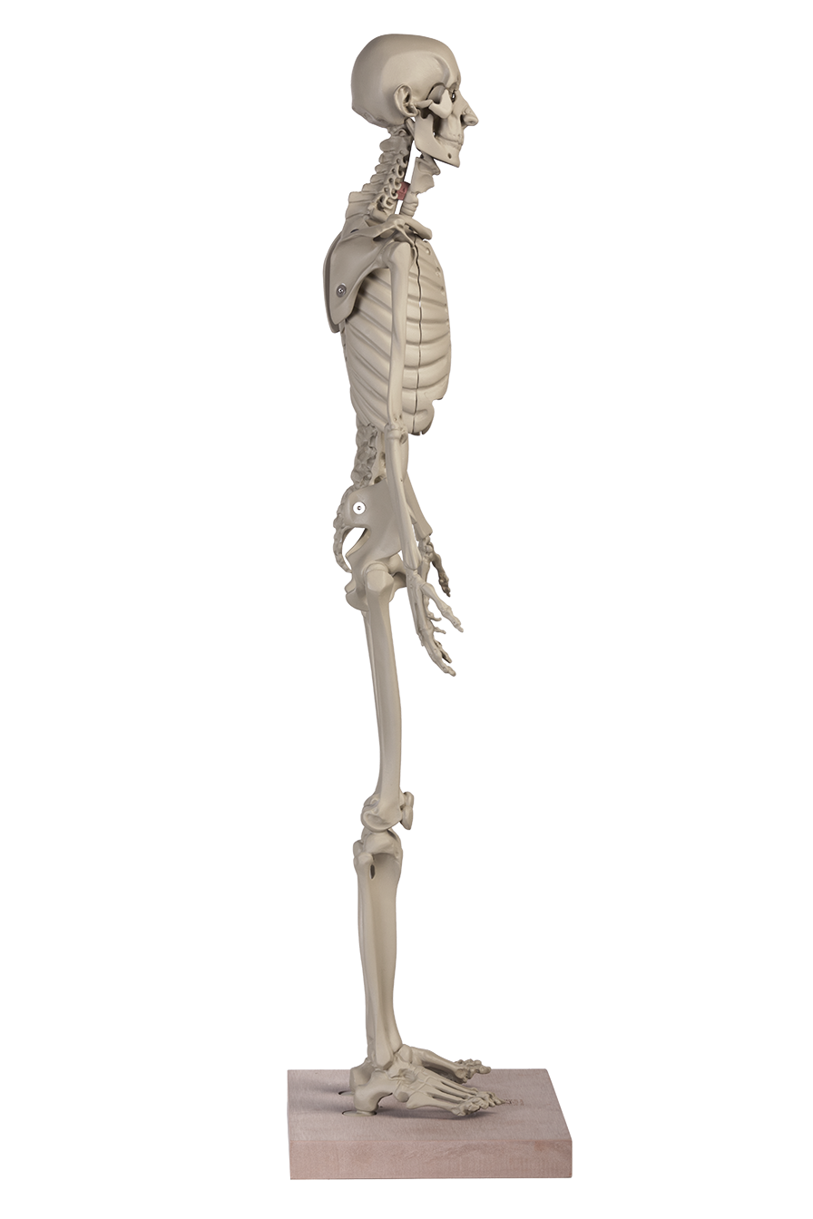 MANIKEN® Classic 1 | ANATOMY IN CLAY® Learning System