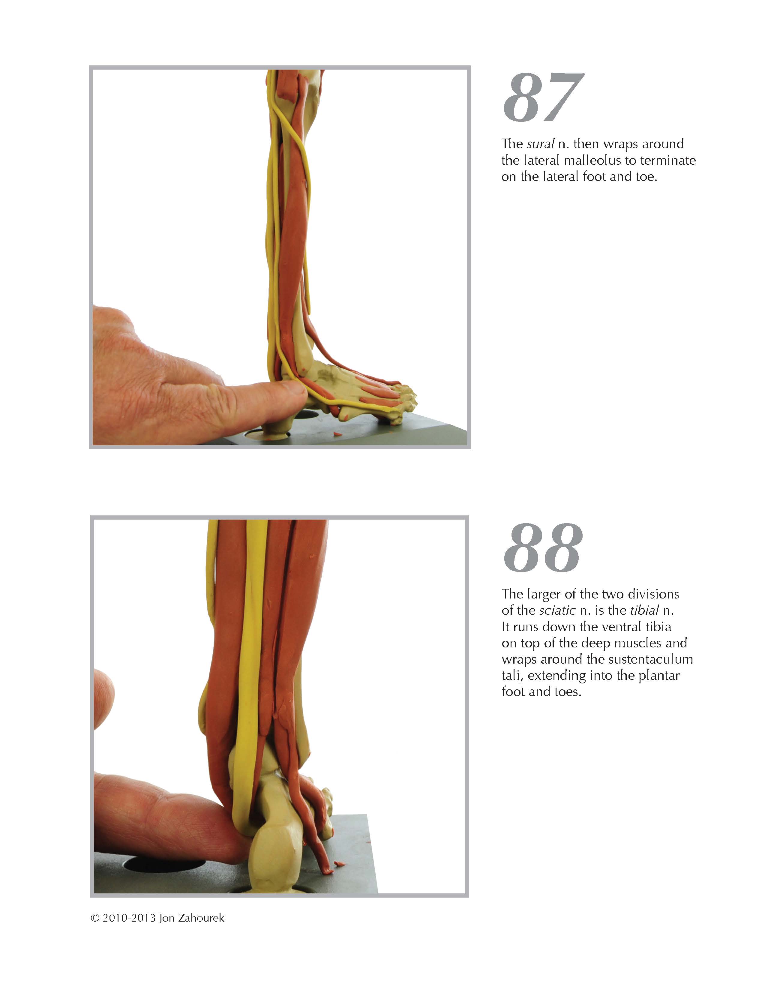 MUSCLES, NERVES, & BLOOD VESSELS - LEG | anatomyinclay