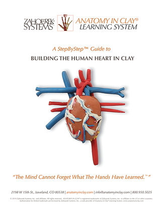 CLAY HEART | FREE DOWNLOAD | anatomyinclay