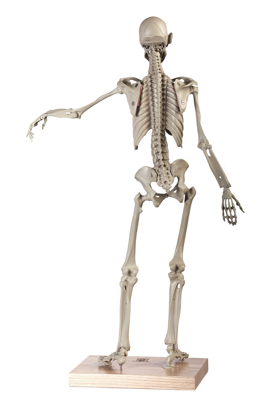 MANIKEN® Classic 3 | ANATOMY IN CLAY® Learning System