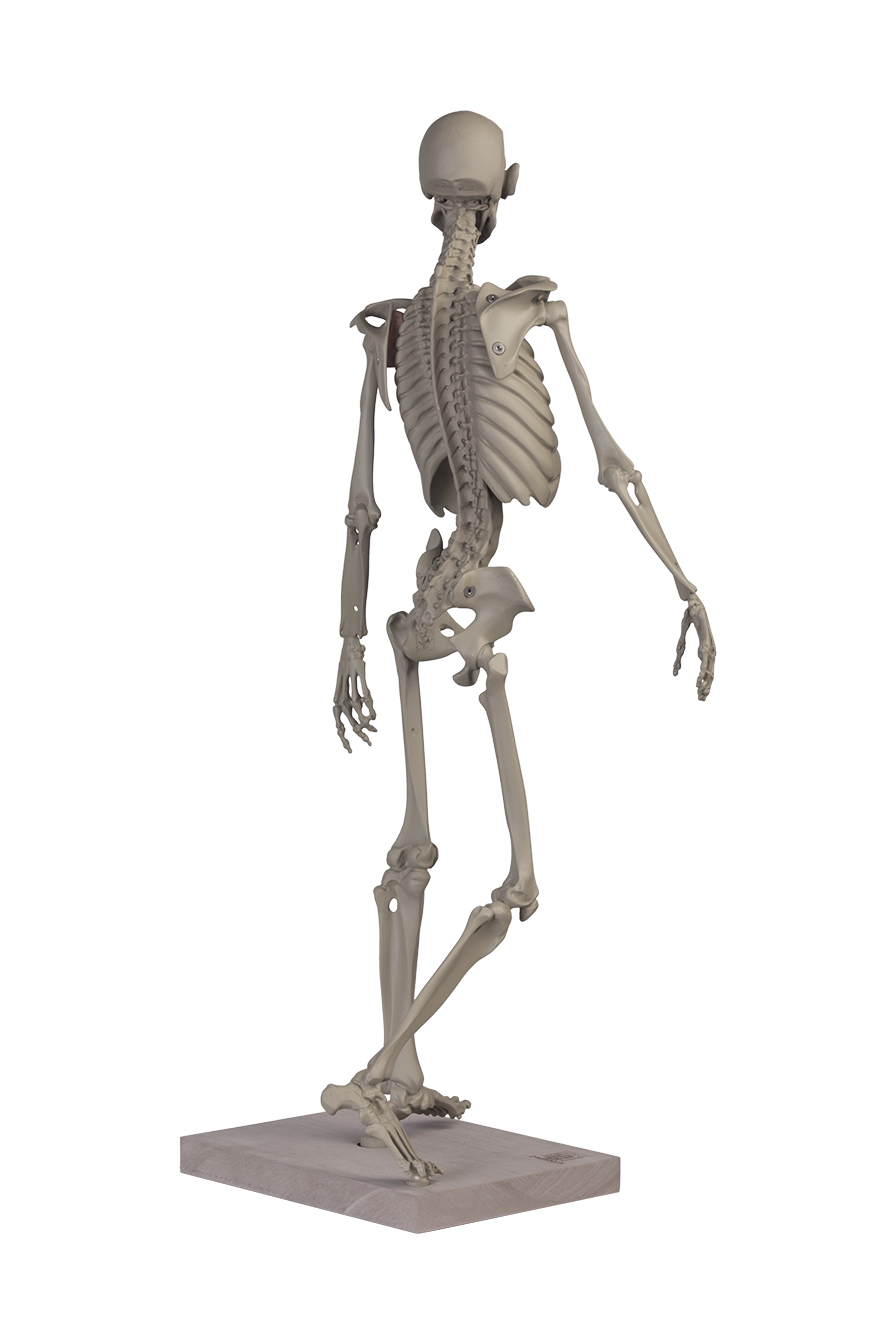 MANIKEN® Classic 2 | ANATOMY IN CLAY® Learning System