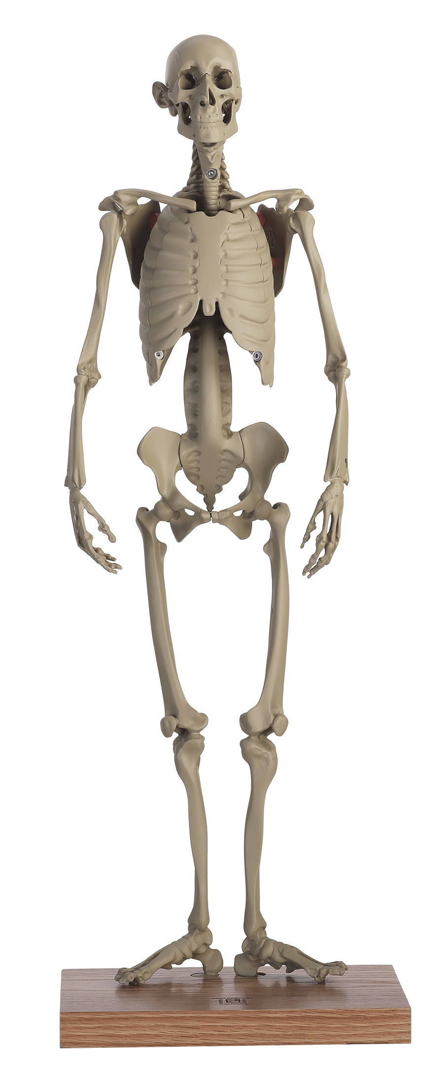 MANIKEN® CLASSIC 21, 1 | anatomyinclay