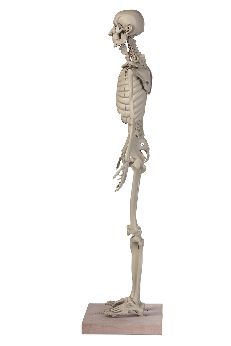 MANIKEN® Classic 1 | ANATOMY IN CLAY® Learning System