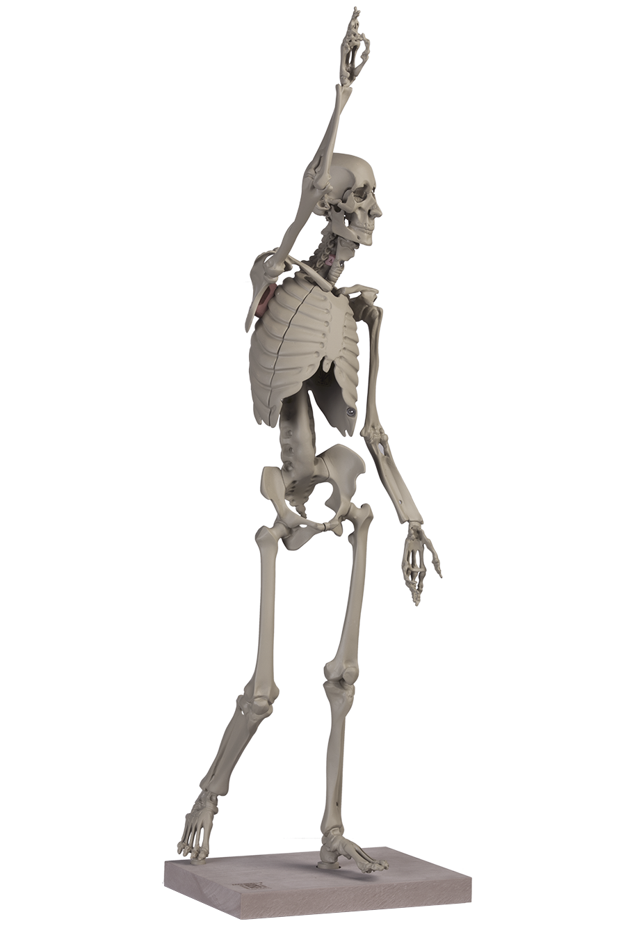 MANIKEN® Classic 2 | ANATOMY IN CLAY® Learning System