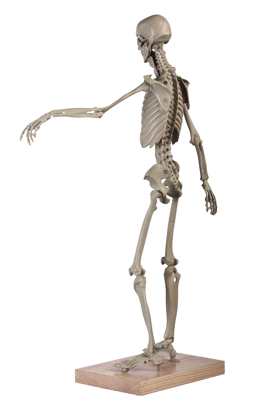 MANIKEN® Classic 3 | ANATOMY IN CLAY® Learning System