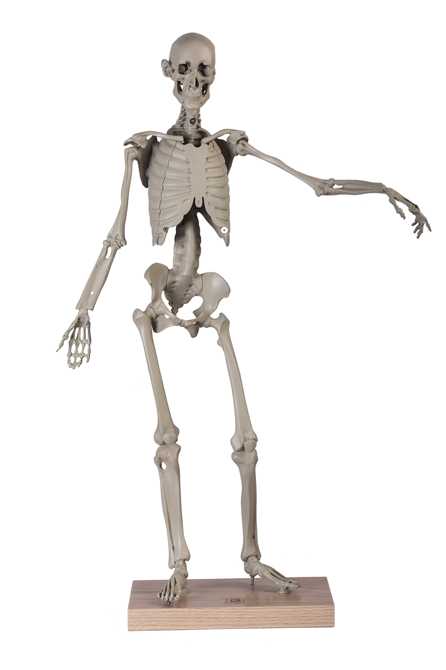 MANIKEN® Classic 3 | ANATOMY IN CLAY® Learning System