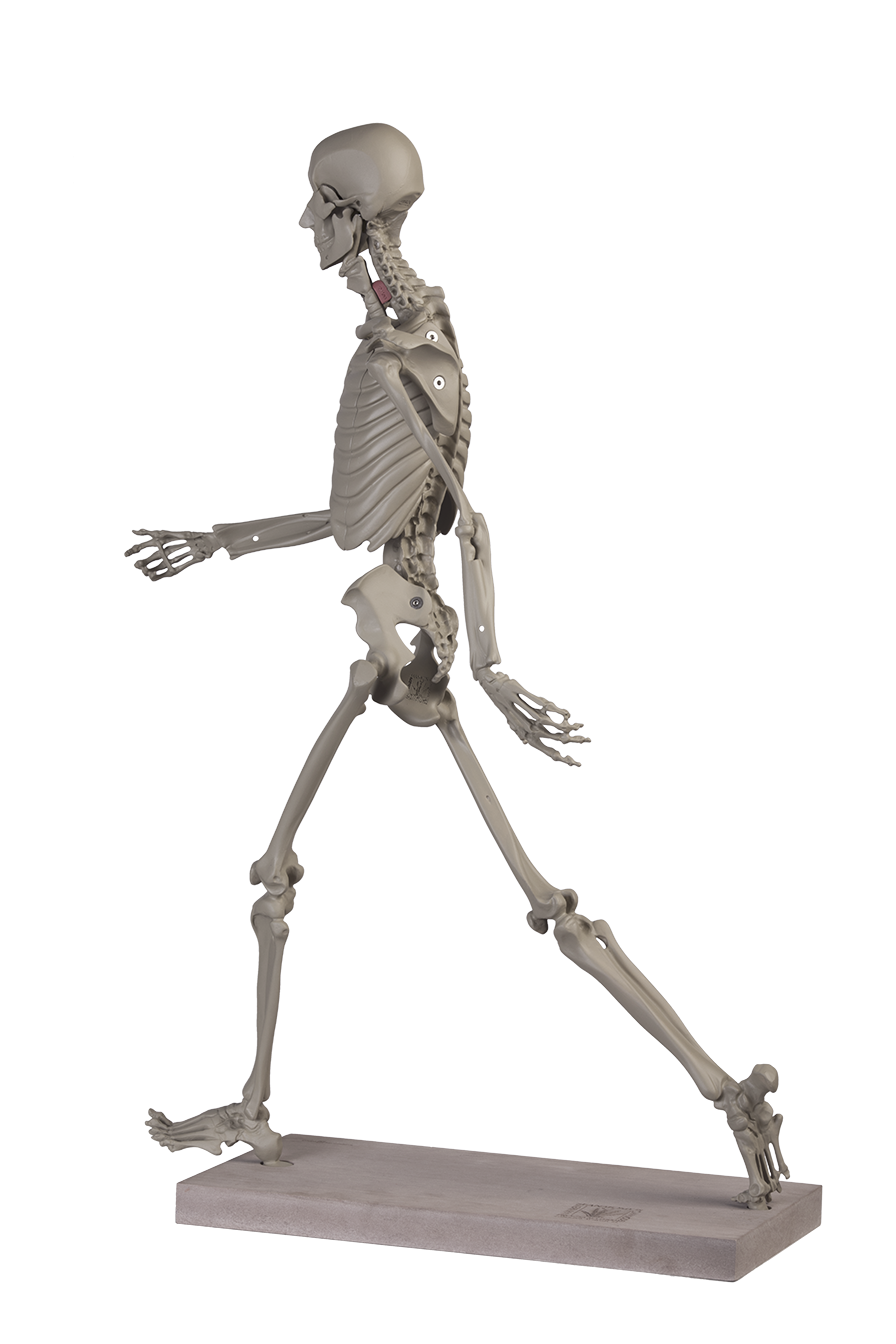 MANIKEN Classic 4 ANATOMY IN CLAY Learning System maniken-classic-4-anatomy-in-clay-learning-system