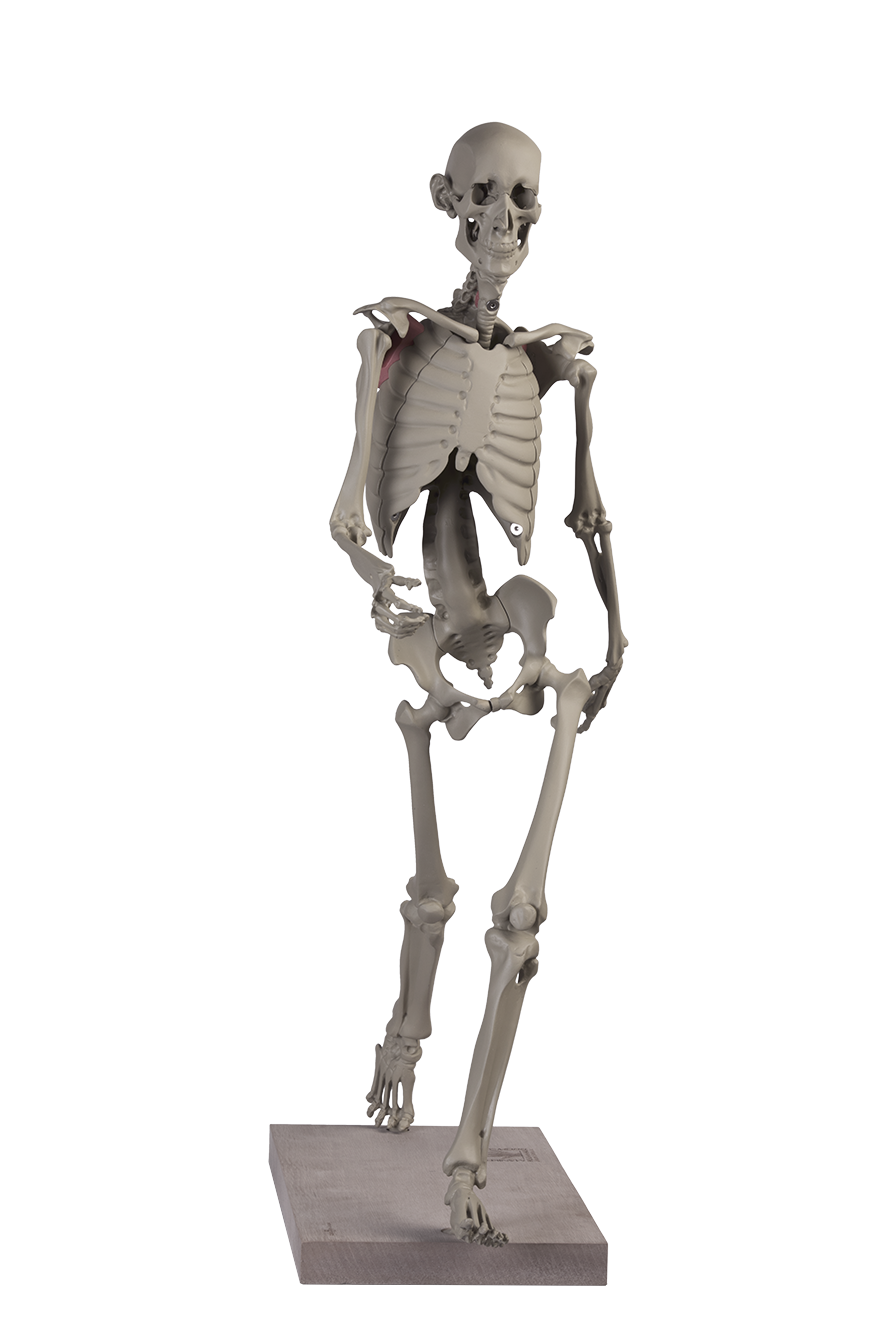 MANIKEN® Classic 4 | ANATOMY IN CLAY® Learning System