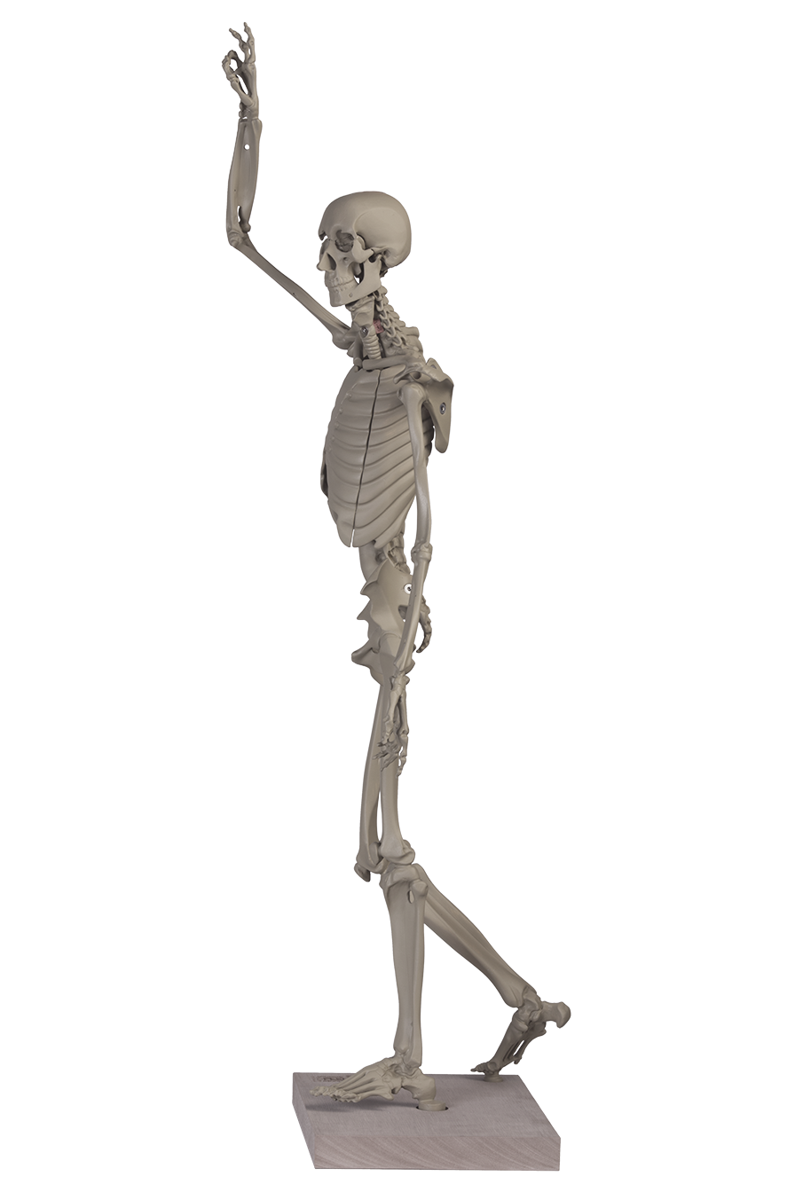 MANIKEN® Classic 2 | ANATOMY IN CLAY® Learning System