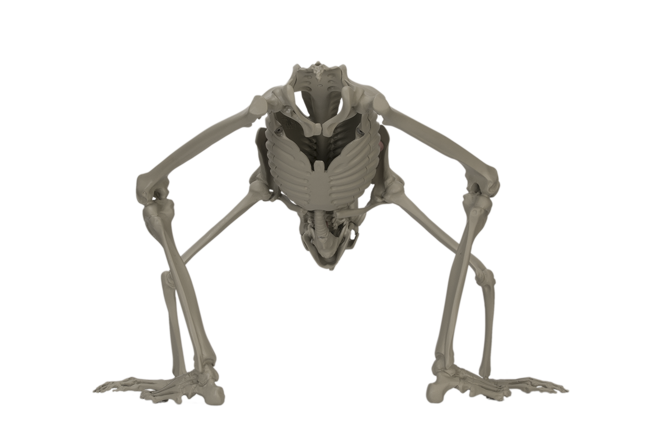 MANIKEN® CLASSIC 10 REPTILIAN | anatomyinclay