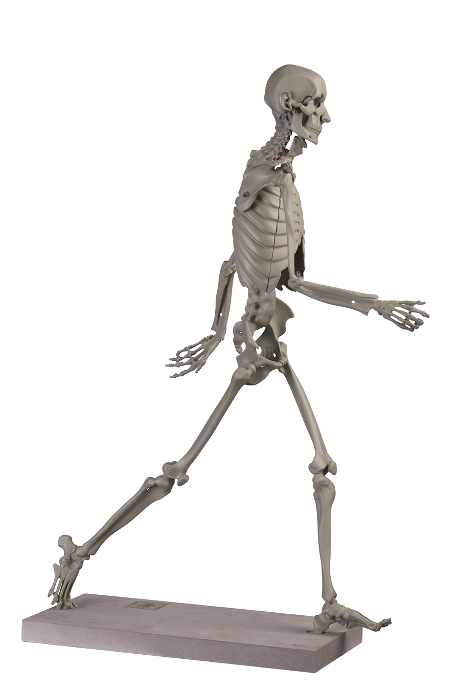 MANIKEN® Classic 4 | ANATOMY IN CLAY® Learning System