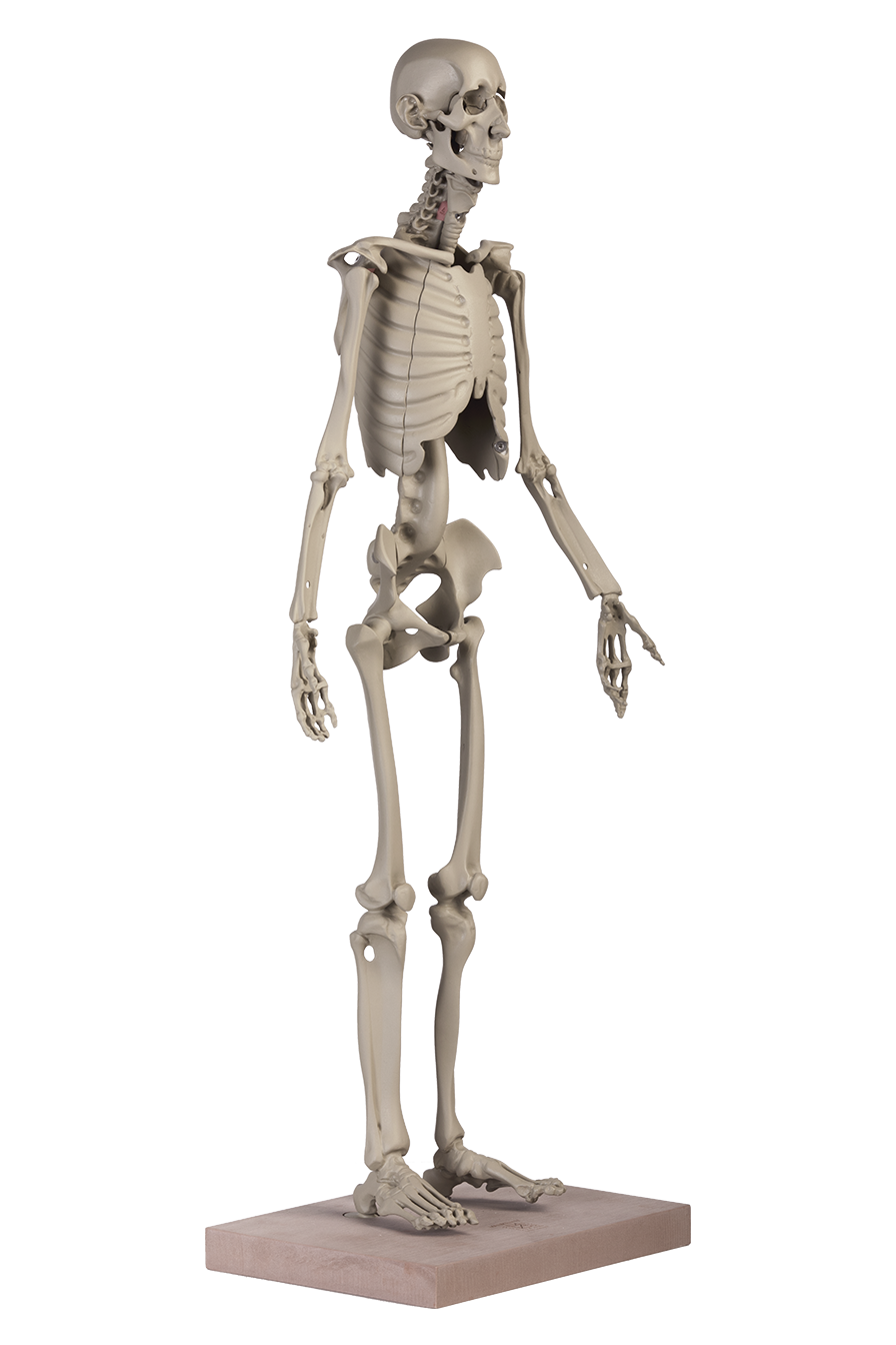 MANIKEN® Classic 1 | ANATOMY IN CLAY® Learning System