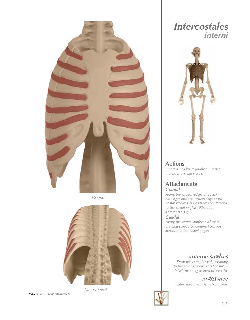 MYOLOGIK® HUMAN ATLAS ON CD | anatomyinclay