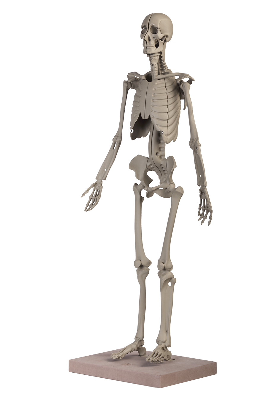 MANIKEN® Classic 11 | ANATOMY IN CLAY® Learning System