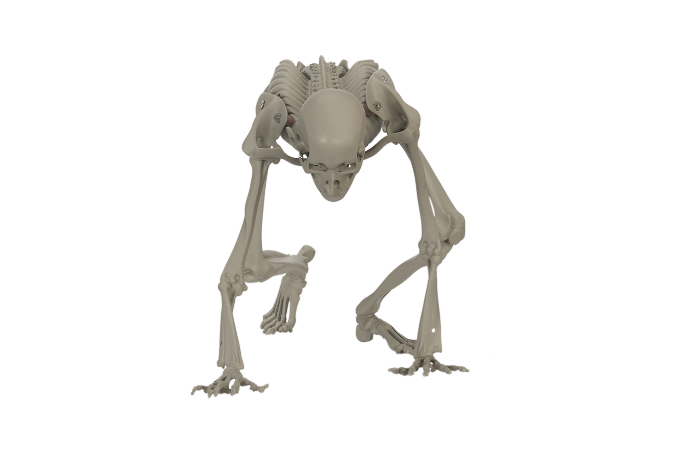 MANIKEN® CLASSIC 10 Mammalian | anatomyinclay