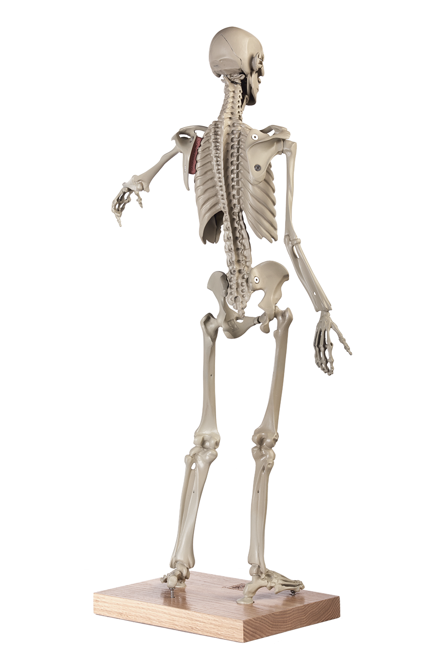 MANIKEN® Classic 3 | ANATOMY IN CLAY® Learning System