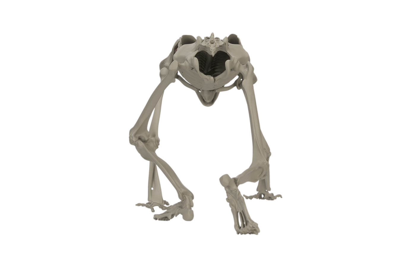 MANIKEN® CLASSIC 10 Mammalian | anatomyinclay