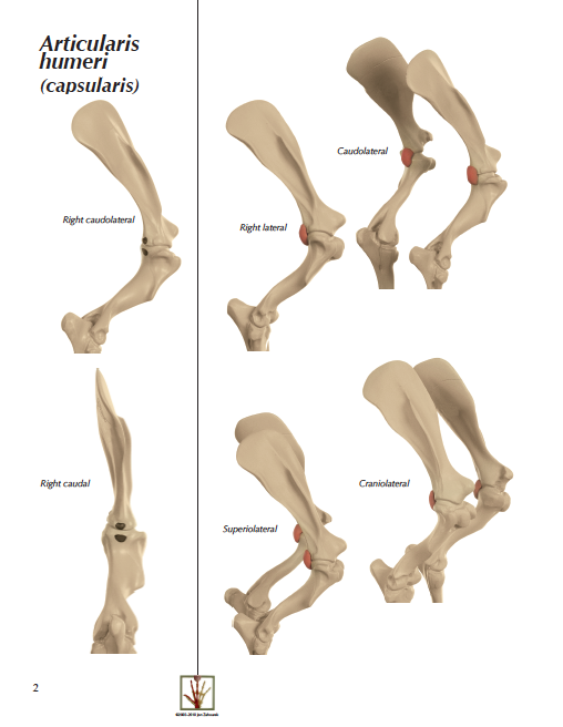 MYOLOGIK® Equine Pectoral Atlas | anatomyinclay