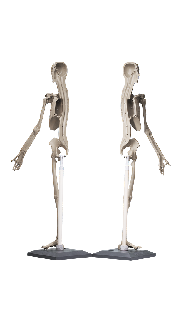 MANIKEN® Student 2 | ANATOMY IN CLAY® Learning System