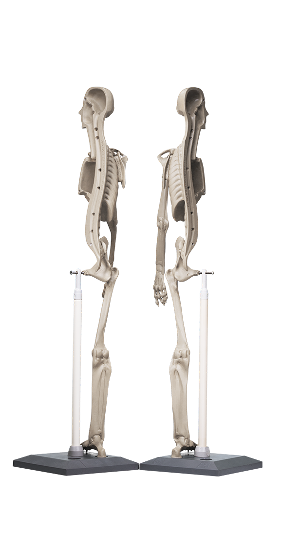 MANIKEN® Student 2 | ANATOMY IN CLAY® Learning System