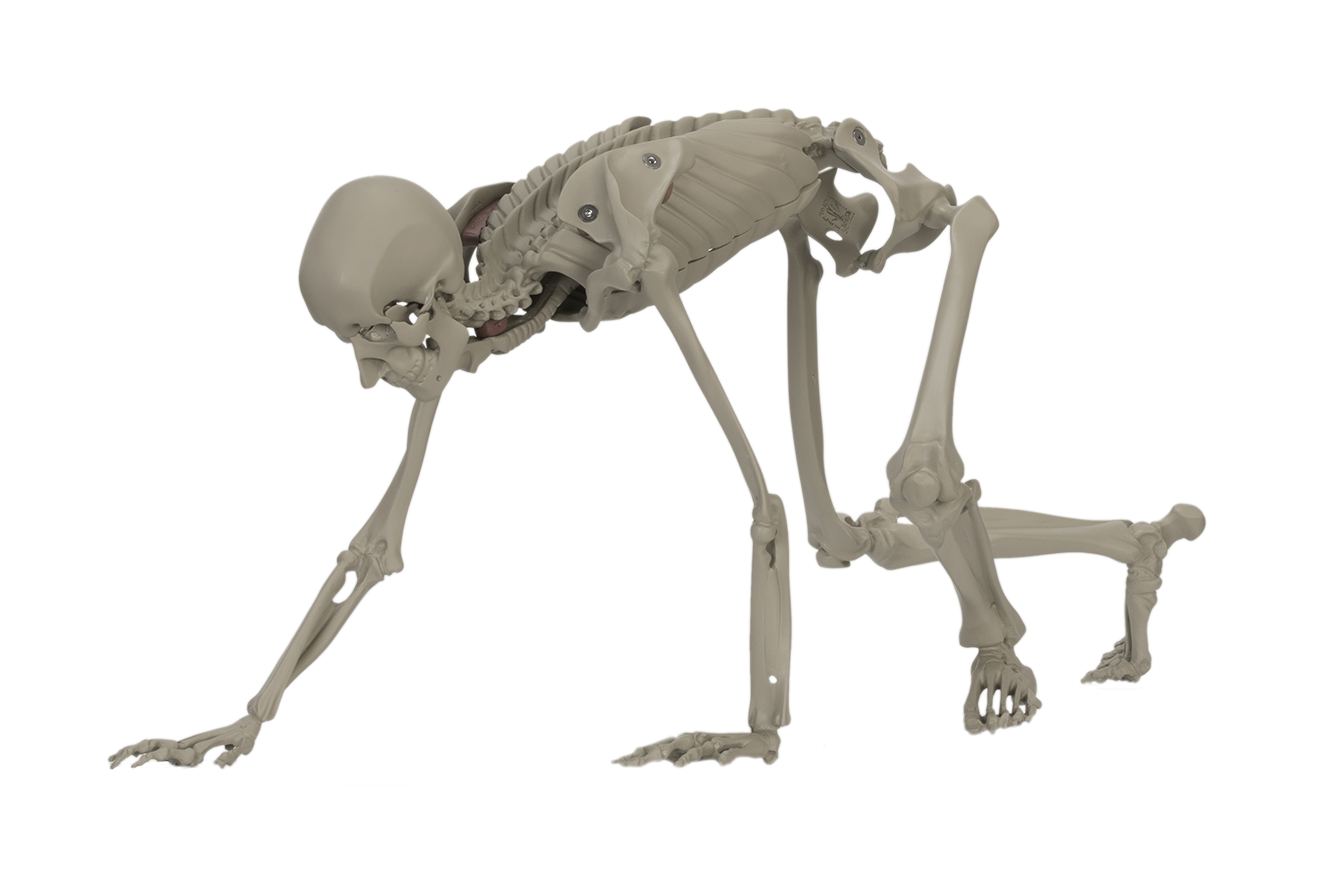 MANIKEN® CLASSIC 10 Mammalian | anatomyinclay