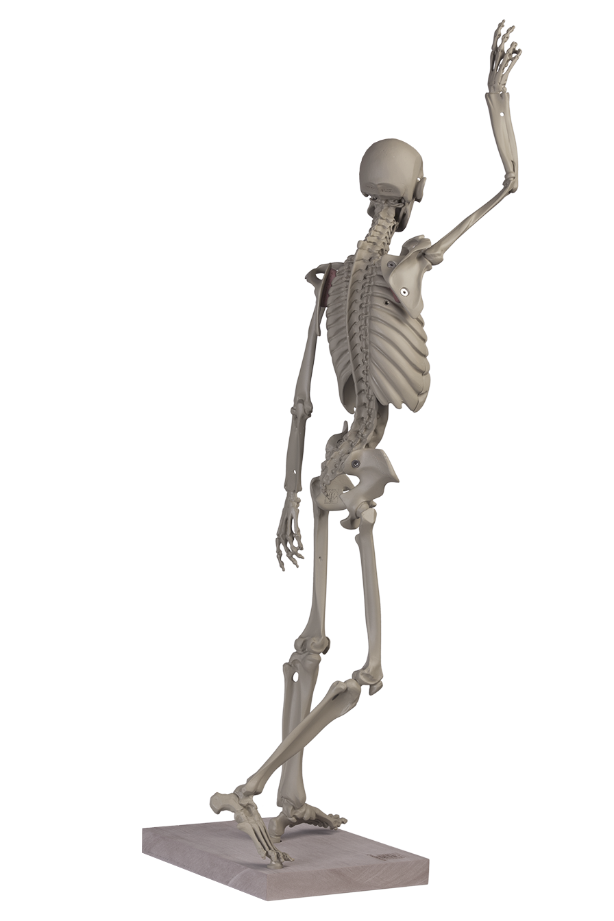 MANIKEN Classic 2 ANATOMY IN CLAY Learning System maniken-classic-2-anatomy-in-clay-learning-system