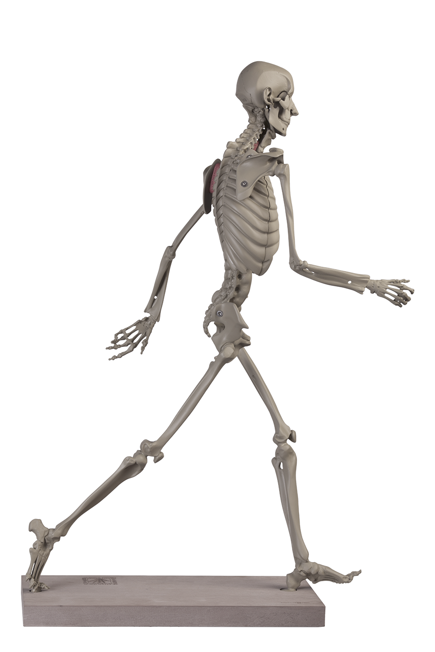 MANIKEN® Classic 4 | ANATOMY IN CLAY® Learning System