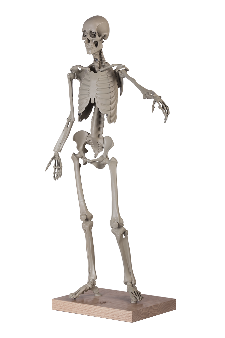 MANIKEN® Classic 3 | ANATOMY IN CLAY® Learning System