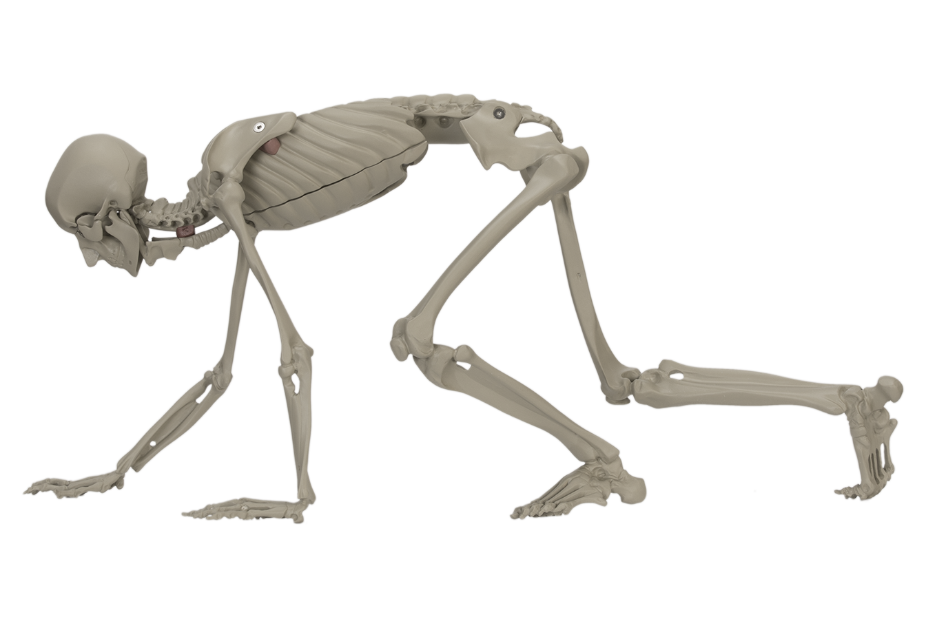 MANIKEN® CLASSIC 10 Mammalian | anatomyinclay