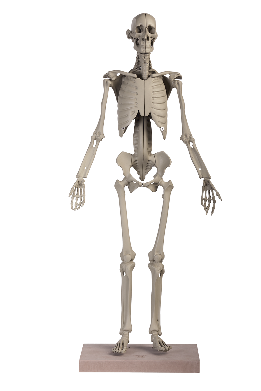 MANIKEN® Classic 11 | ANATOMY IN CLAY® Learning System