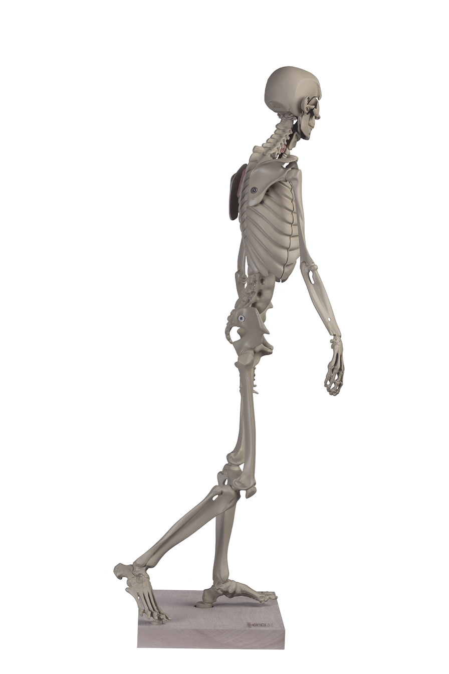 MANIKEN® Classic 2 | ANATOMY IN CLAY® Learning System