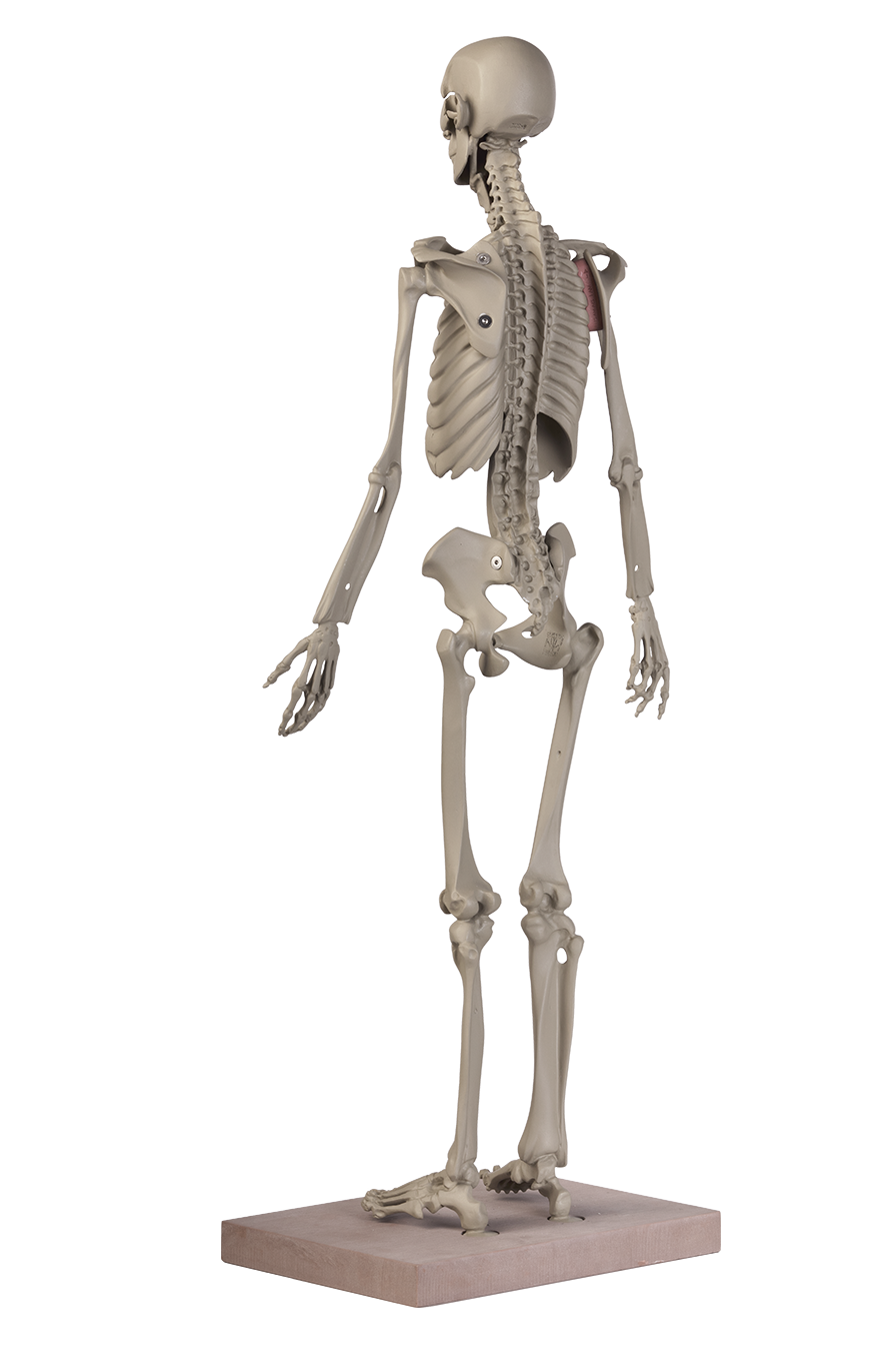 MANIKEN® Classic 1 | ANATOMY IN CLAY® Learning System