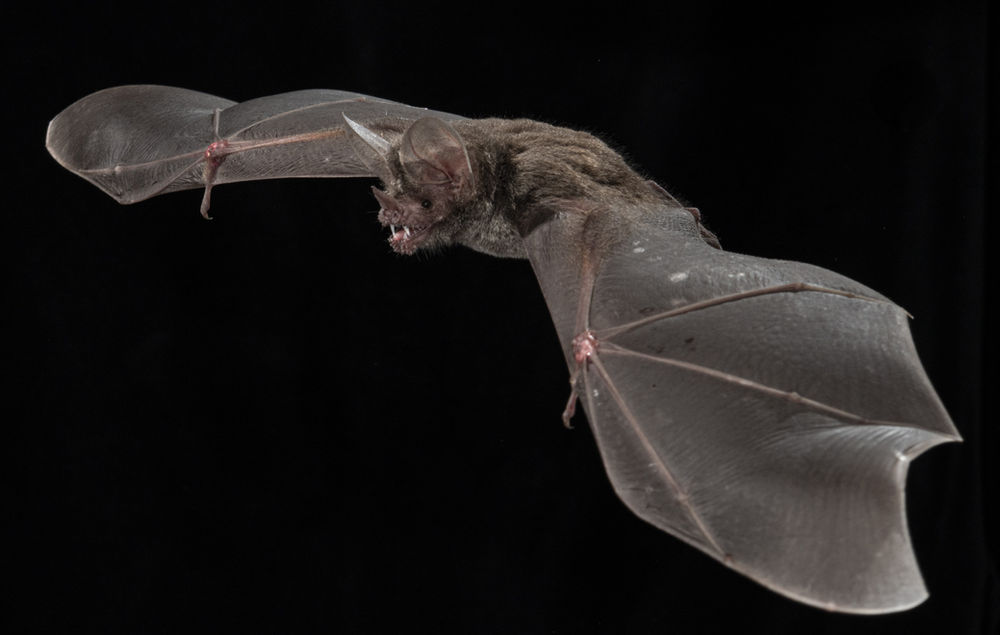 A rare carnivorous bat genome